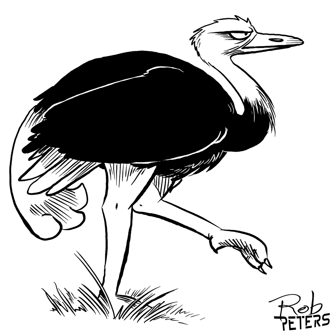 Daily Drawing: Ostrich 16 - Rob Peters Illustration BlogRob Peters ...